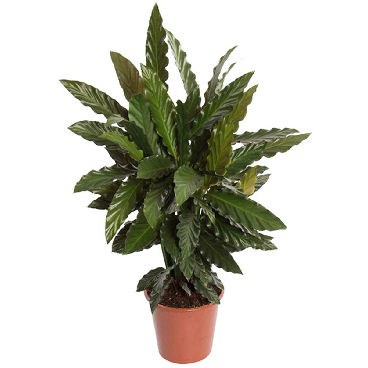 Calathea 'Blue Grass' | Velvet Calathea – Gardeners Dream