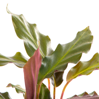Furry Feather Calathea | Calathea rufibarba – Gardeners Dream