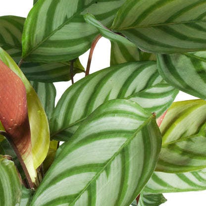 Calathea 'Compact Star' | Prayer Plant – Gardeners Dream