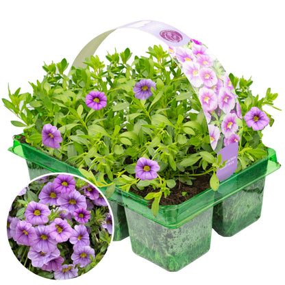 Calibrachoa Light Blue Basket Plants | Million Bells – Gardeners Dream