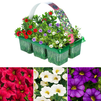 Calibrachoa Mixed Basket Plants | Million Bells – Gardeners Dream