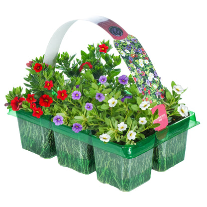 Calibrachoa Mixed Basket Plants | Million Bells – Gardeners Dream