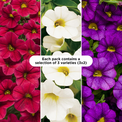 Calibrachoa Mixed Basket Plants | Million Bells – Gardeners Dream
