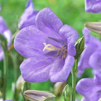 Campanula 'Takion Blue' | Peach-Leaved Bellflower – Gardeners Dream