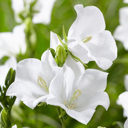 Campanula 'Takion White' | Fairy Bellflower – Gardeners Dream