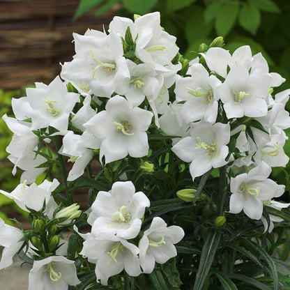 Campanula 'Takion White' | Fairy Bellflower – Gardeners Dream