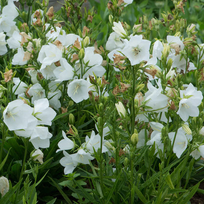 Campanula 'Takion White' | Fairy Bellflower – Gardeners Dream