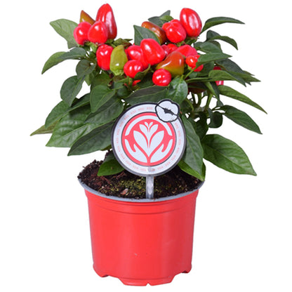 Red Capsicum annuum | Pepper Plant – Gardeners Dream