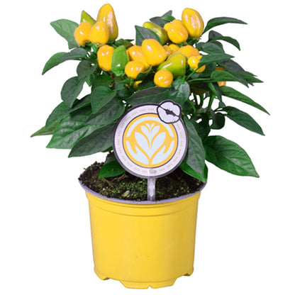 Yellow Capsicum annuum | Pepper Plant – Gardeners Dream