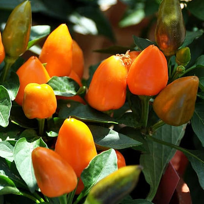 Orange Capsicum annuum | Pepper Plant – Gardeners Dream