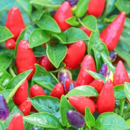 Red Capsicum annuum | Pepper Plant – Gardeners Dream