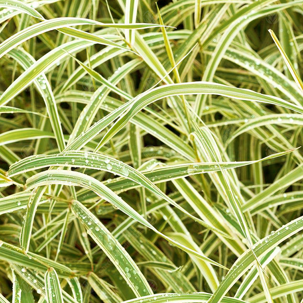 Carex 'Maxigold' | Japanese Sedge Grass – Gardeners Dream