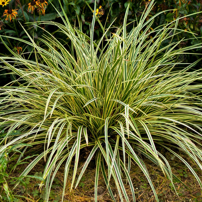 Carex 'Maxigold' | Japanese Sedge Grass – Gardeners Dream