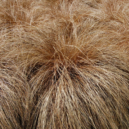 Carex 'Bronze form' | New Zealand Hair Sedge – Gardeners Dream