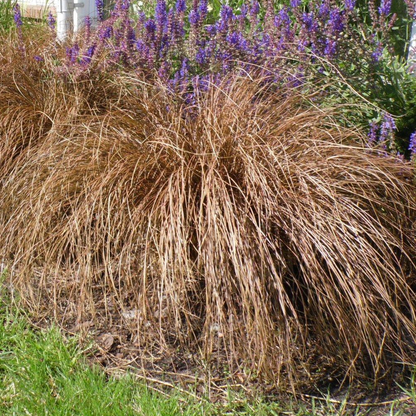 Carex 'Bronze form' | New Zealand Hair Sedge – Gardeners Dream