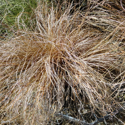 Carex 'Bronze form' | New Zealand Hair Sedge – Gardeners Dream