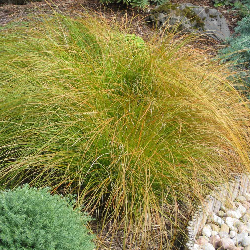 Carex 'Prairie Fire' | New Zealand Hair Sedge – Gardeners Dream