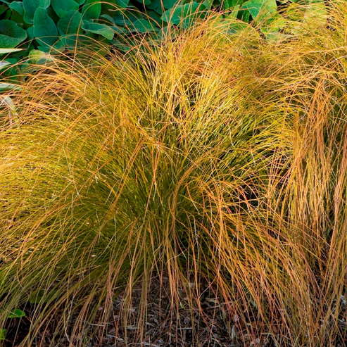 Carex 'Prairie Fire' | New Zealand Hair Sedge – Gardeners Dream