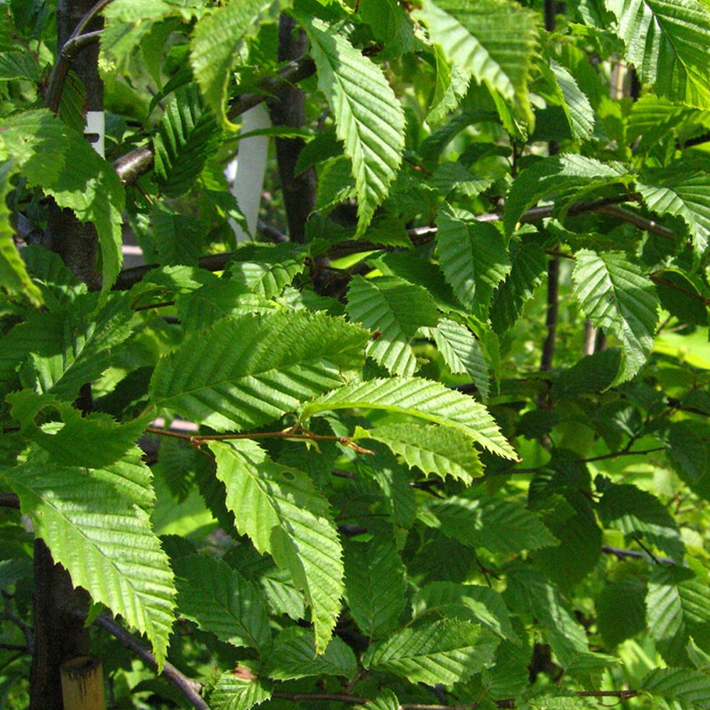 Carpinus betulus | Hornbeam Tree – Gardeners Dream
