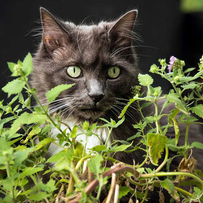 Catnip | Catnip – Gardeners Dream