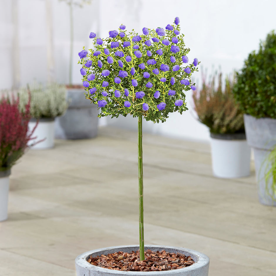 Blue Trees | Blue Flowering Trees | Gardeners Dream