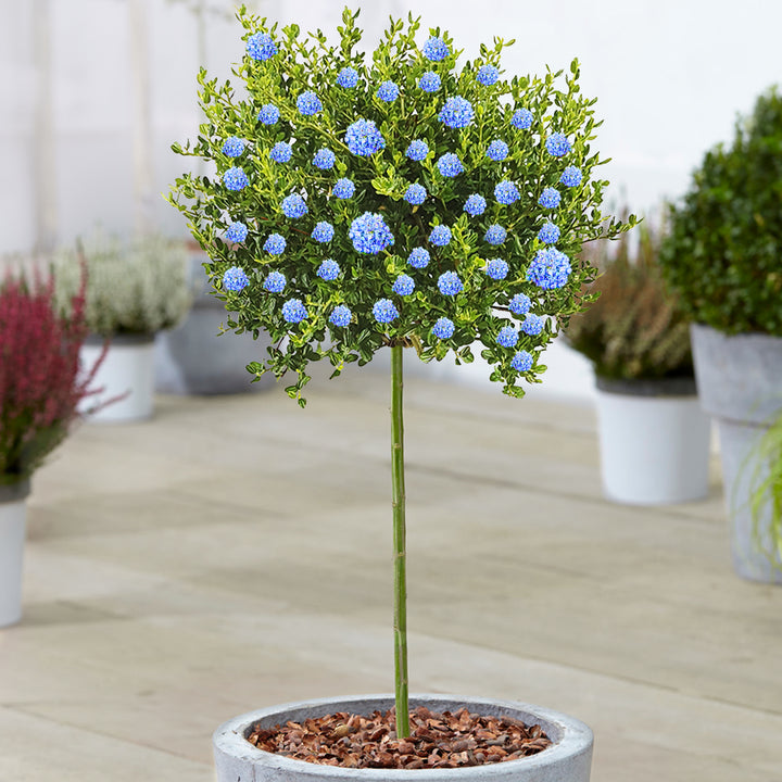 Blue Trees | Blue Flowering Trees | Gardeners Dream