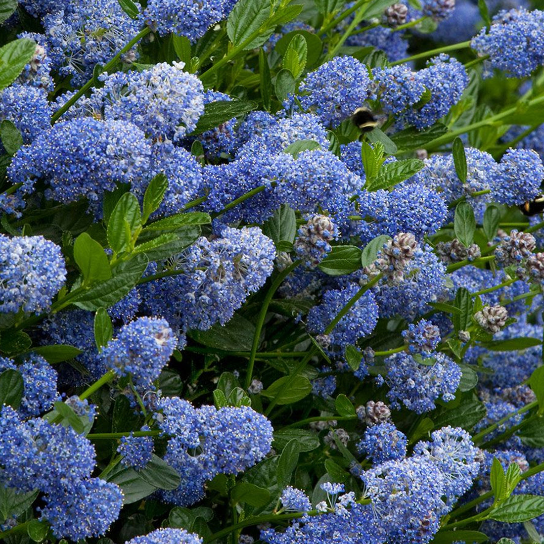 Ceanothus 'Victoria' Patio Tree | California Lilac Tree – Gardeners Dream