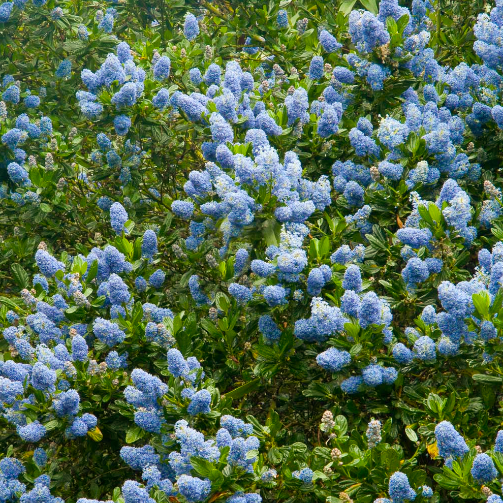 Ceanothus 'Victoria' | California Lilac – Gardeners Dream