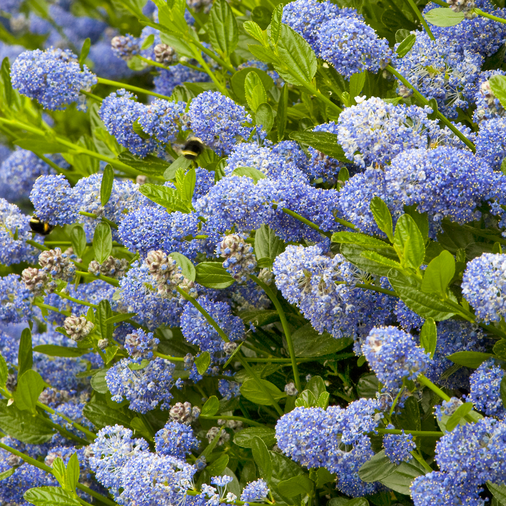 Ceanothus 'Victoria' | California Lilac – Gardeners Dream