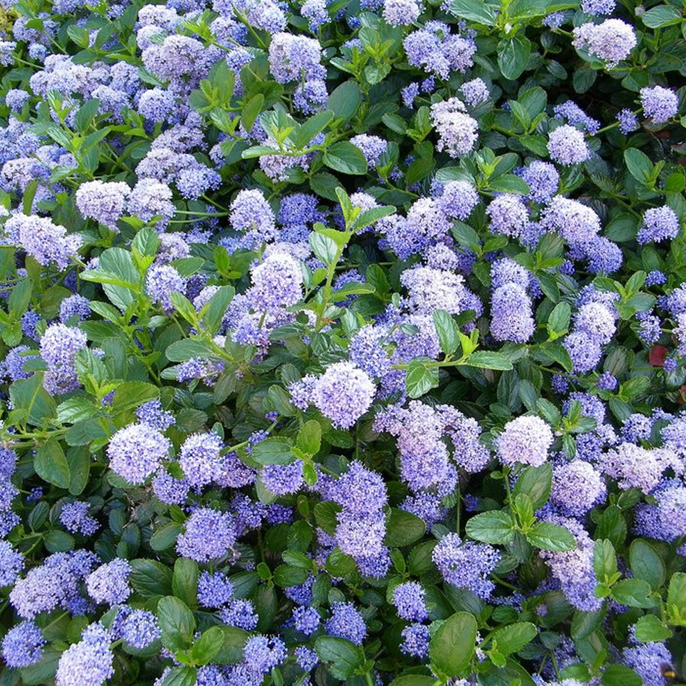 Ceanothus 'Victoria' | California Lilac – Gardeners Dream
