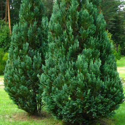 Chamaecyparis 'Columnaris' | Lawson's Cypress – Gardeners Dream