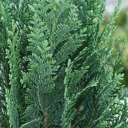 Chamaecyparis 'Columnaris' | Lawson's Cypress – Gardeners Dream