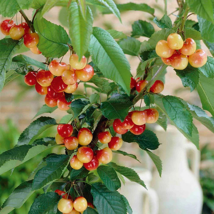 Cherry 'Sunburst' | Cherry Tree – Gardeners Dream