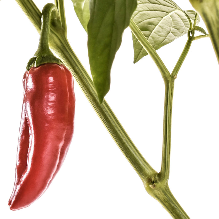 Chilli Fresno | Chilli Pepper – Gardeners Dream