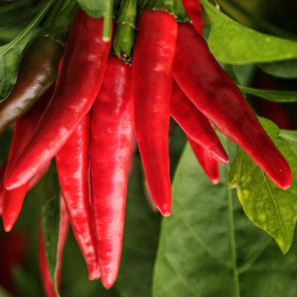 Pepper 'Thai Dragon' | Pepper – Gardeners Dream