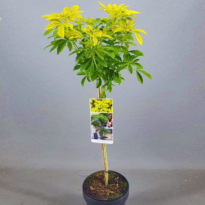 Choisya 'Sundance' Patio Tree | Mexican Orange Blossom Tree – Gardeners ...