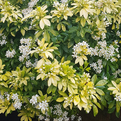 Choisya 'Sundance' Patio Tree | Mexican Orange Blossom Tree – Gardeners ...