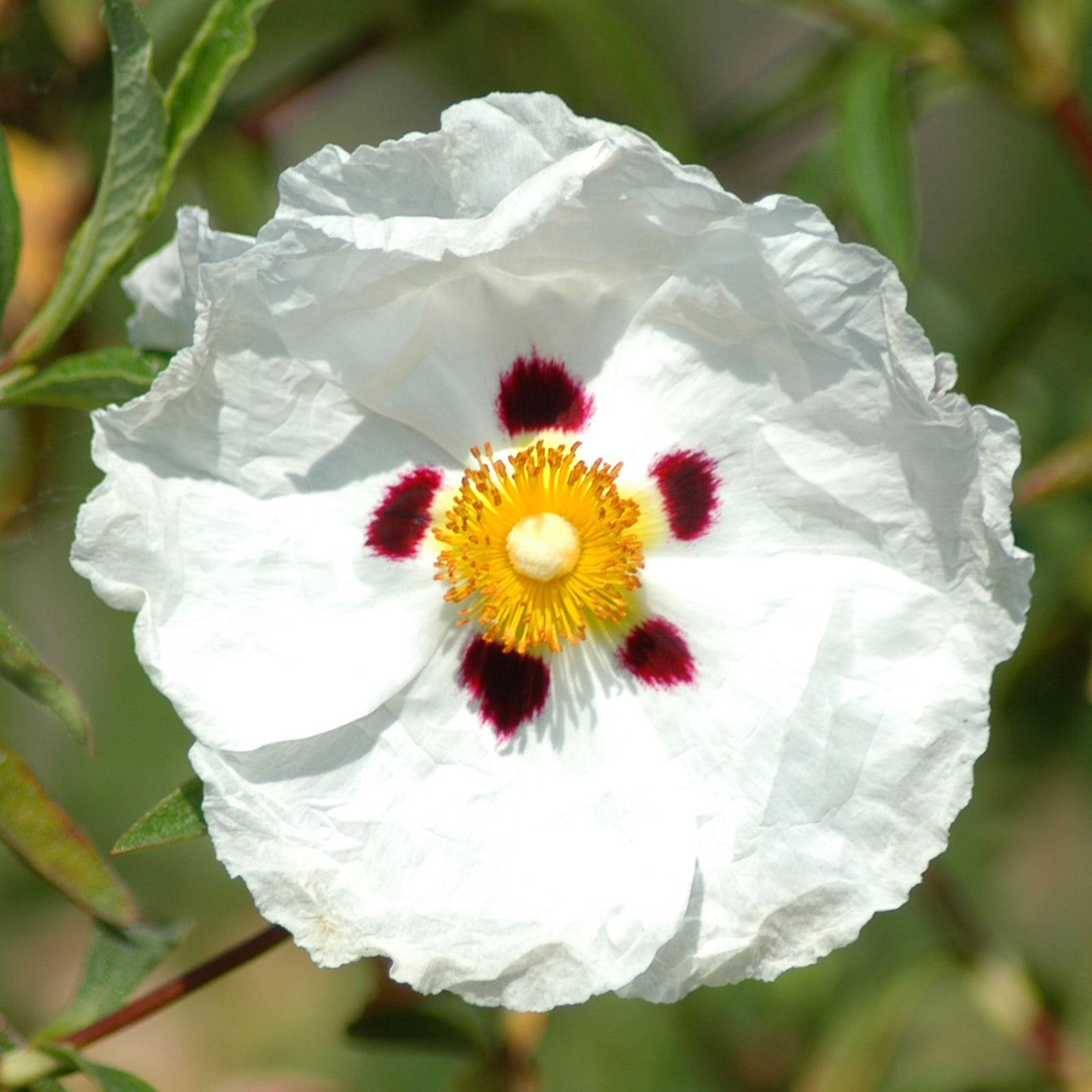 Cistus 'Decumbens' | Rock Rose – Gardeners Dream