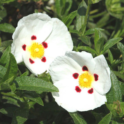Cistus 'Decumbens' | Rock Rose – Gardeners Dream