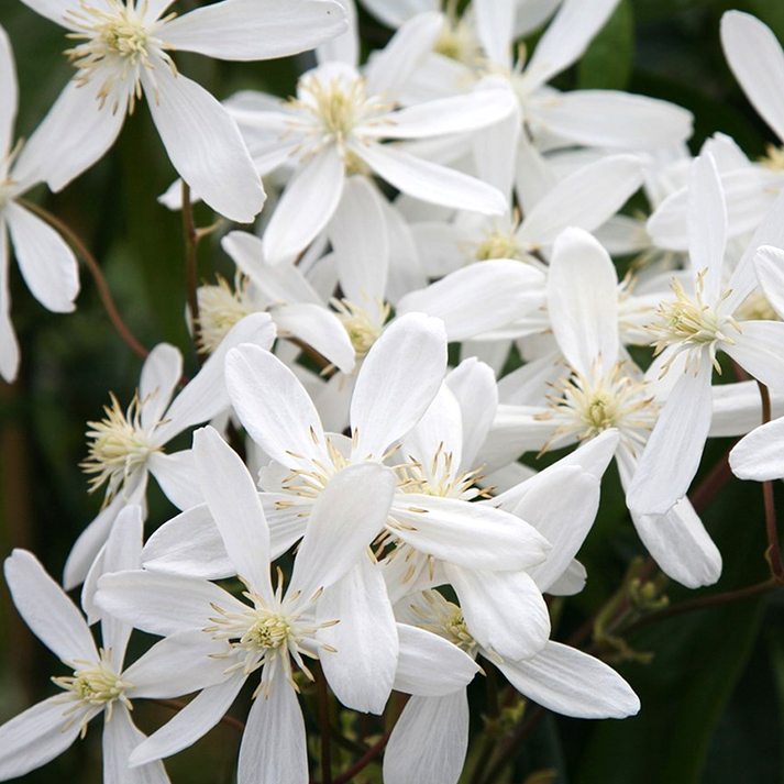 Clematis armandii | Clematis – Gardeners Dream