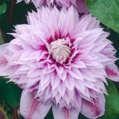 Clematis 'Josephine' | Large-Flowered Clematis – Gardeners Dream