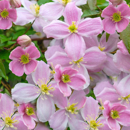 Clematis 'Mayleen' | Clematis – Gardeners Dream