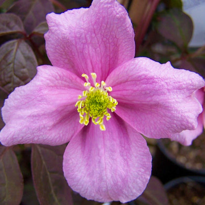 Clematis 'Mayleen' | Clematis – Gardeners Dream