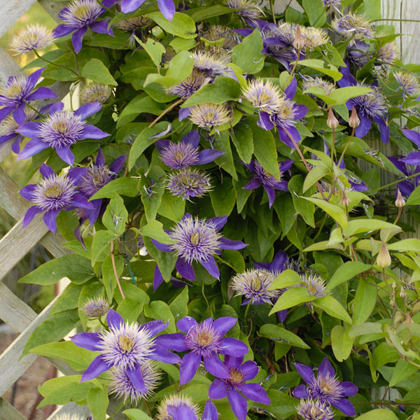 Clematis 'Multi Blue' | Large-Flowered Clematis – Gardeners Dream