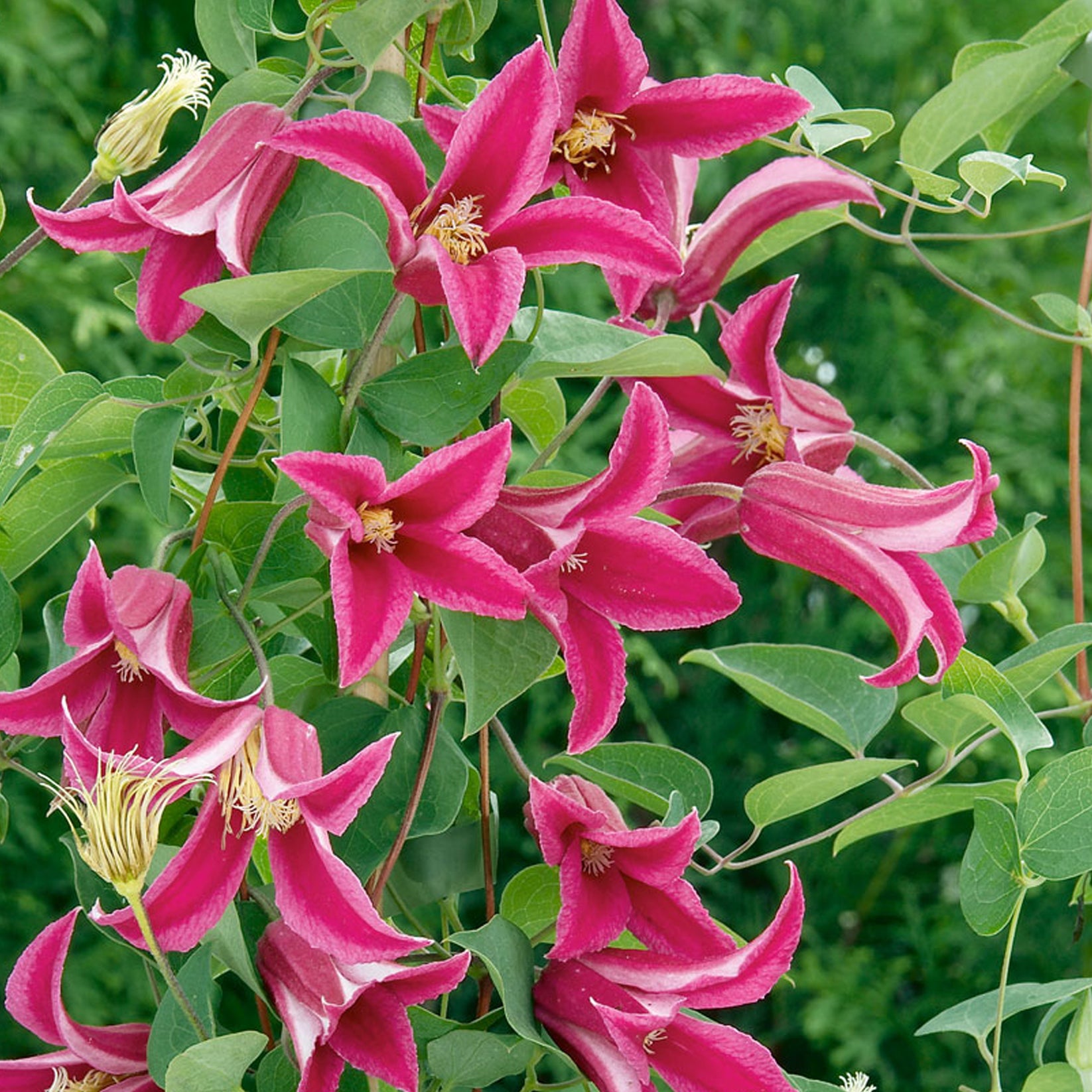 Clematis 'Princess Diana' | Large-Flowered Clematis – Gardeners Dream