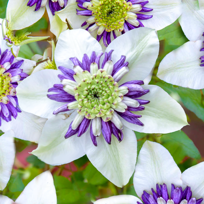Clematis 'Vienetta' | Large-Flowered Clematis – Gardeners Dream