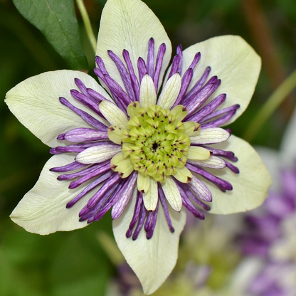 Clematis 'Vienetta' | Large-Flowered Clematis – Gardeners Dream