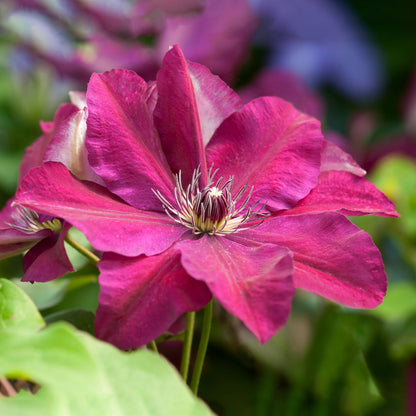 Clematis 'Westerplatte' | Large-Flowered Clematis – Gardeners Dream