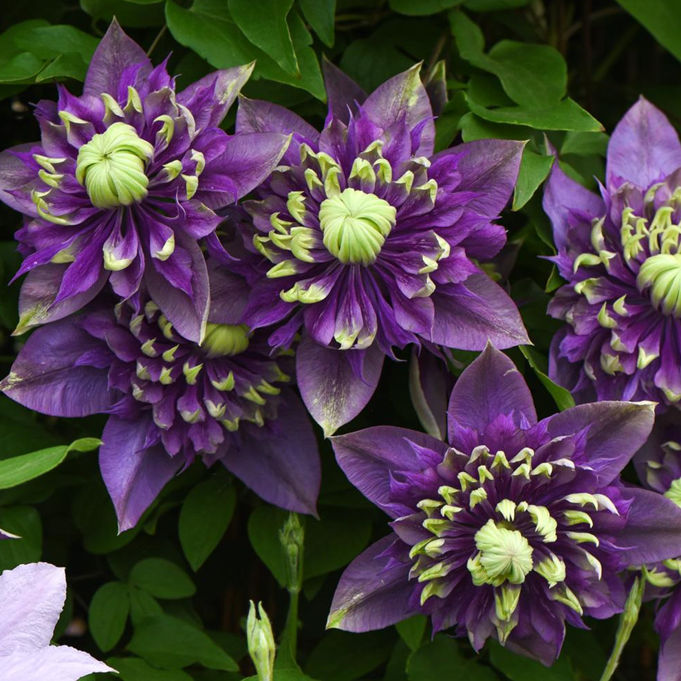 Clematis 'Taiga' | Old Man's Beard – Gardeners Dream