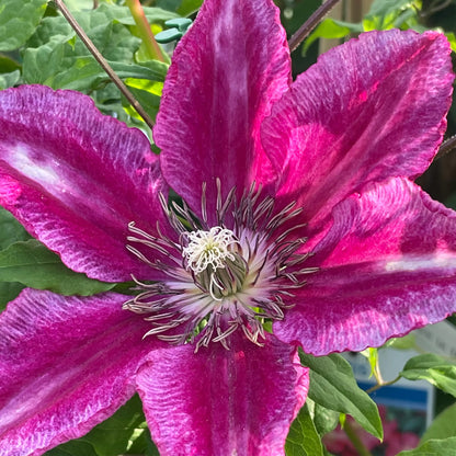 Clematis 'Ruby' | Clematis – Gardeners Dream